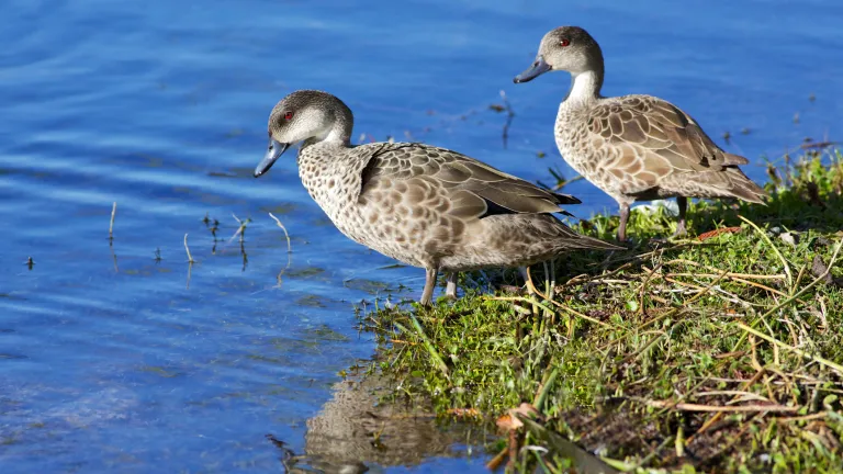 Kaurna calendar | The Bureau of Meteorology